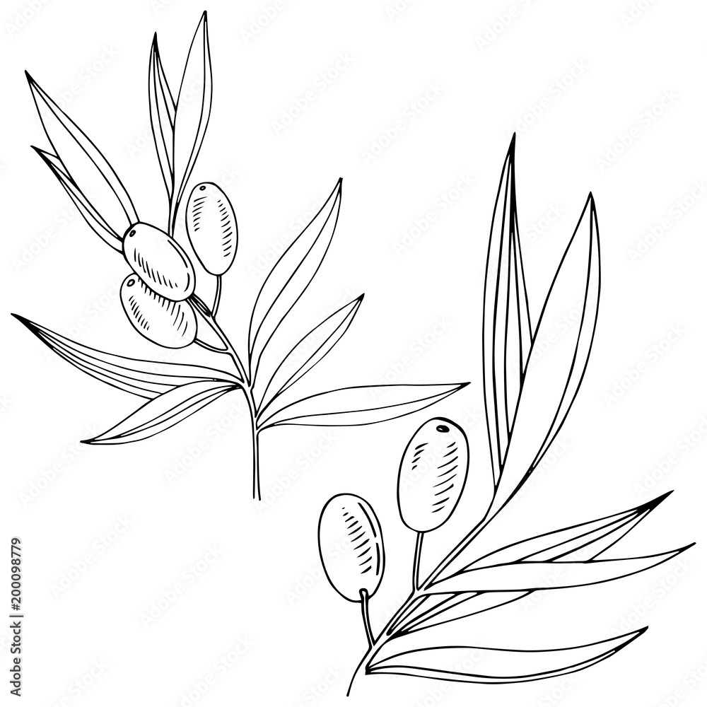 Olive tree in a vector style isolated. Full name of the plant: Branches ...