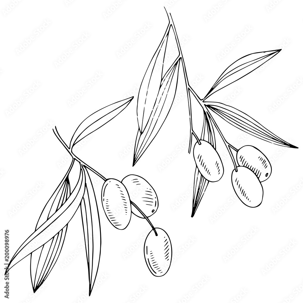 Olive tree in a vector style isolated. Full name of the plant: Branches ...