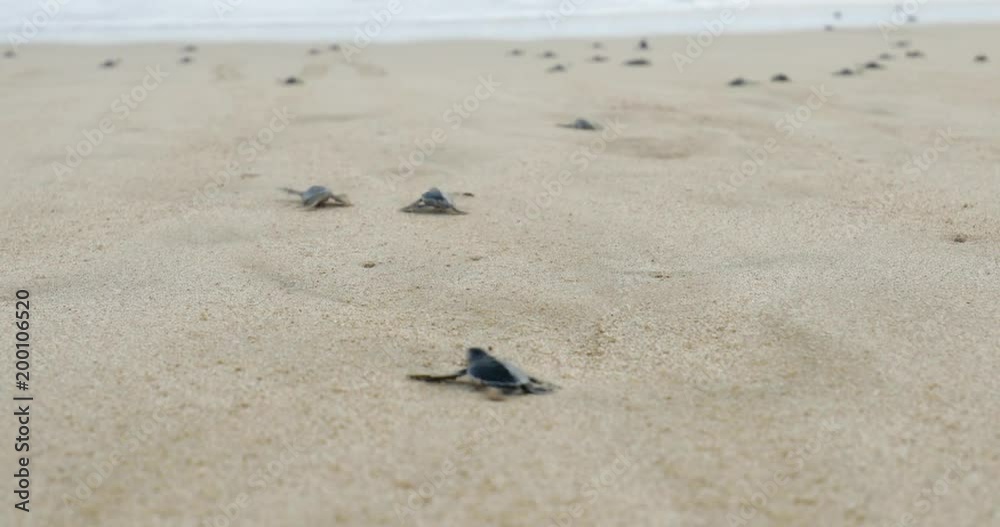 Video footage of little sea turtles crawling on the white sand beach ...