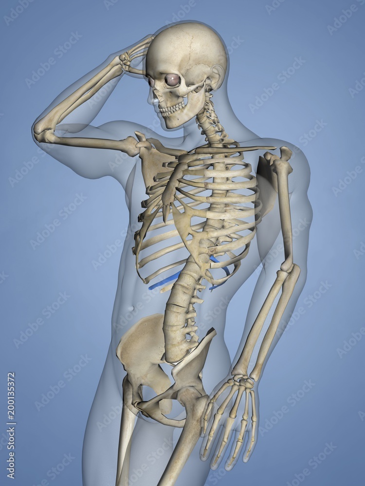 Eleventh Rib, Rib Cage, 3D Model Stock Illustration | Adobe Stock