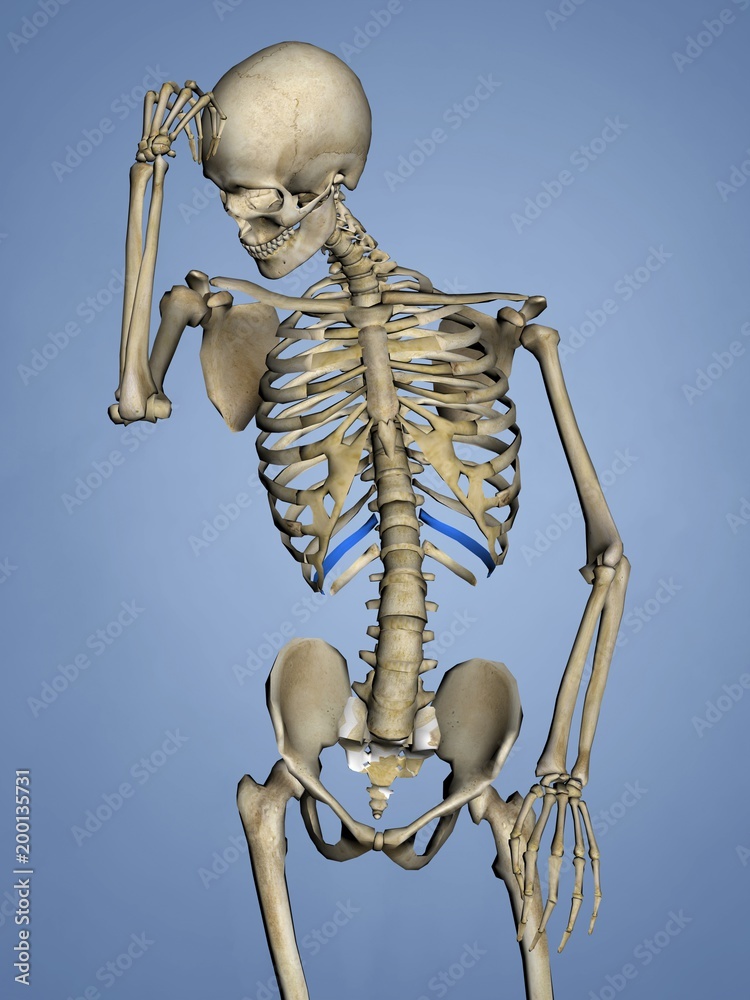 Eleventh Rib, Rib Cage, 3D Model Stock Illustration | Adobe Stock