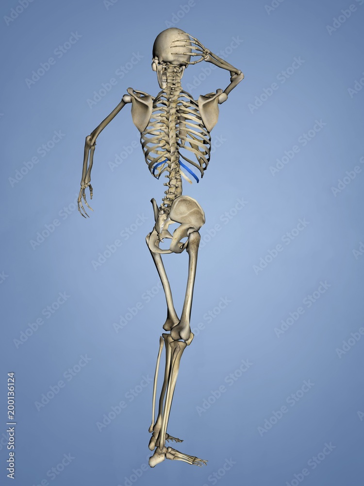 Eleventh Rib, Rib Cage, 3D Model Stock Illustration | Adobe Stock