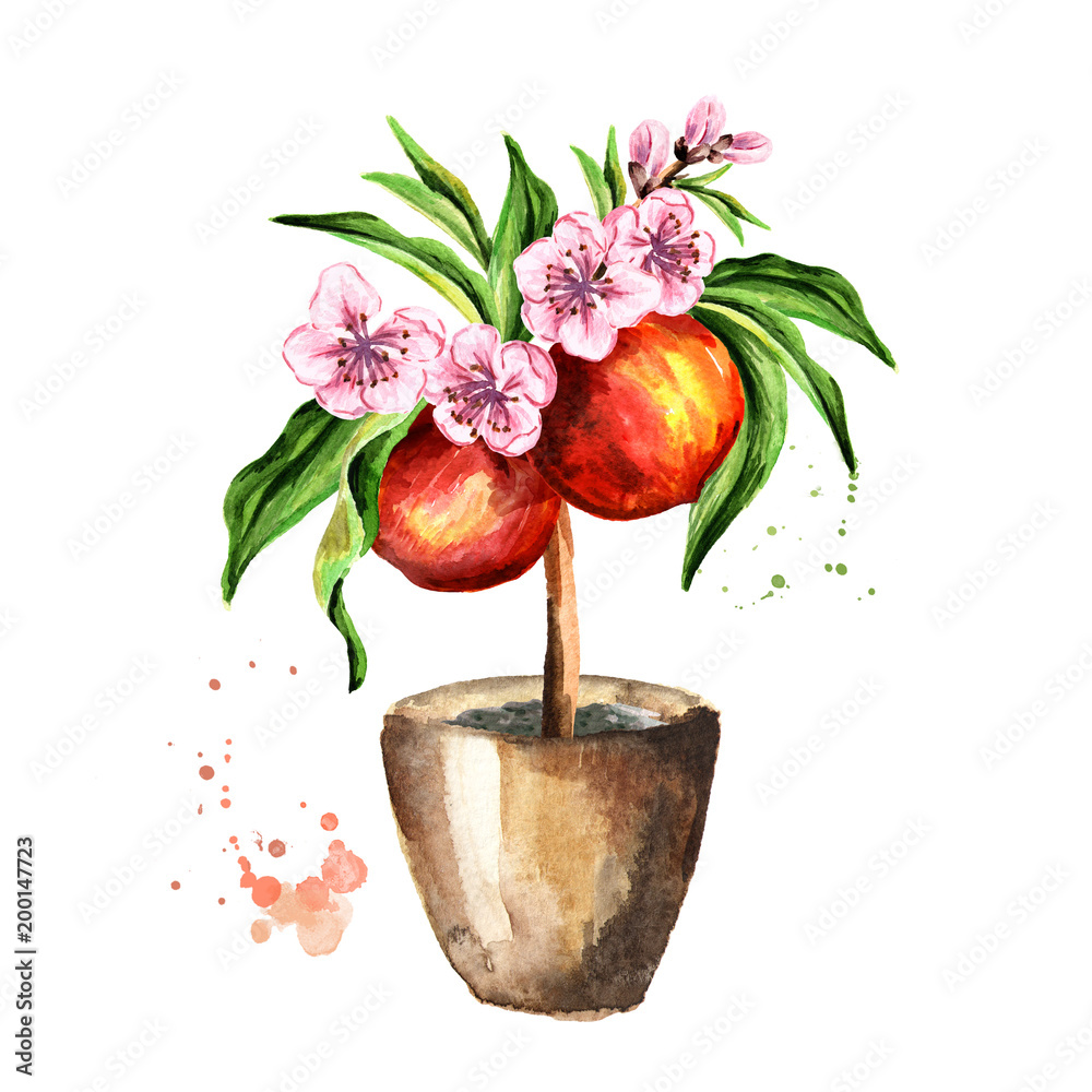 Peach Tree Flowers Drawing