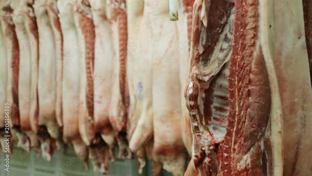 dead bloody pigs hanging in slaughterhouse after killed from a butcher ...