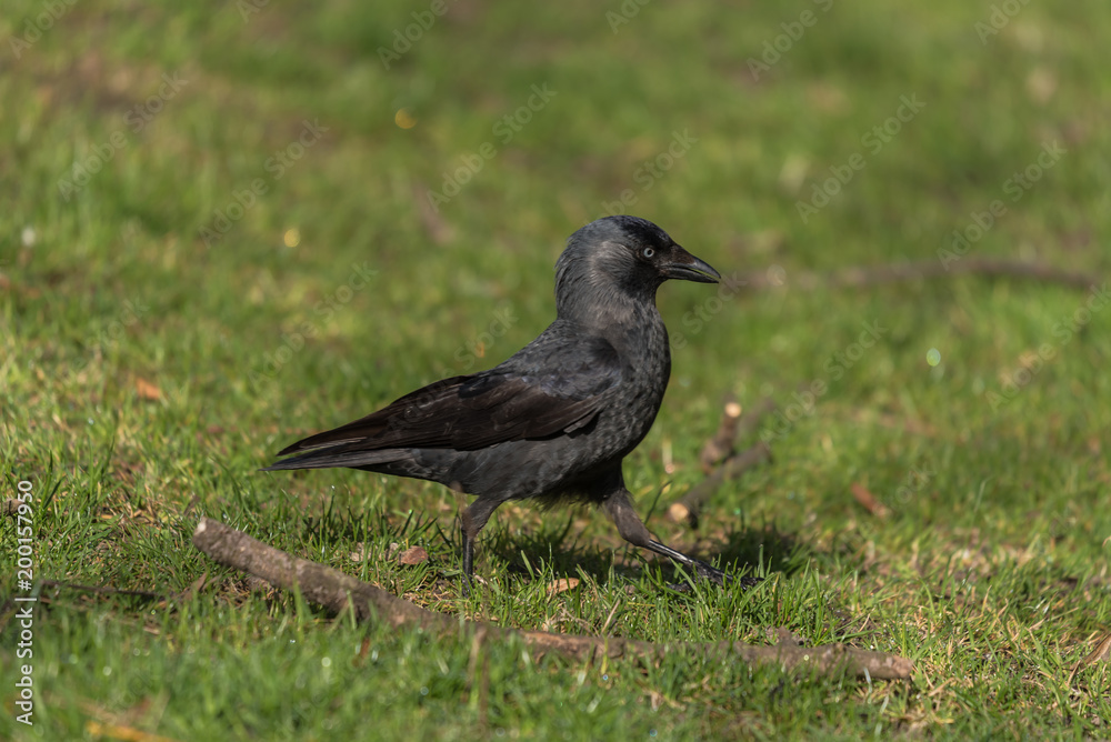 młody czarny ptak kawka spaceruje po trawie Stock-Foto | Adobe Stock