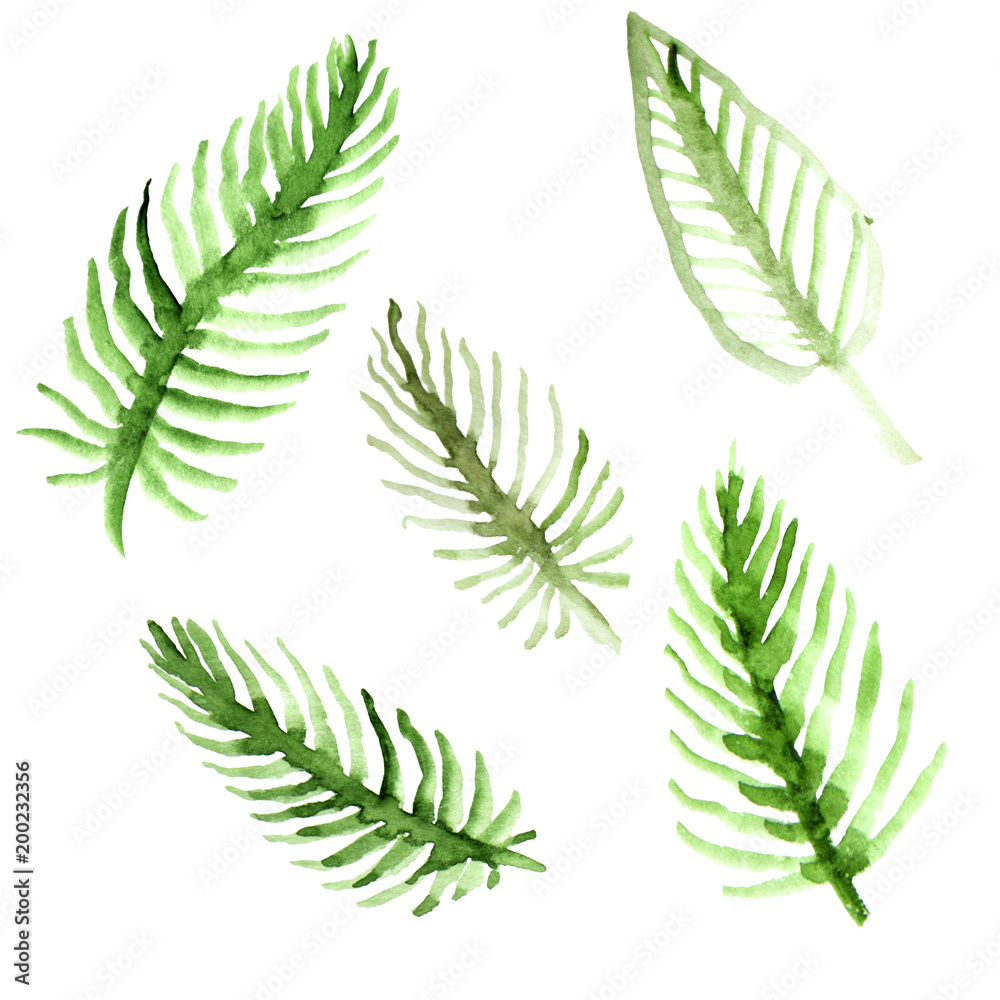 Watercolor palm tree leaves set. Green fronds collection. Illustration ... Watercolor palm tree leaves set. Green fronds collection. Illustration ...