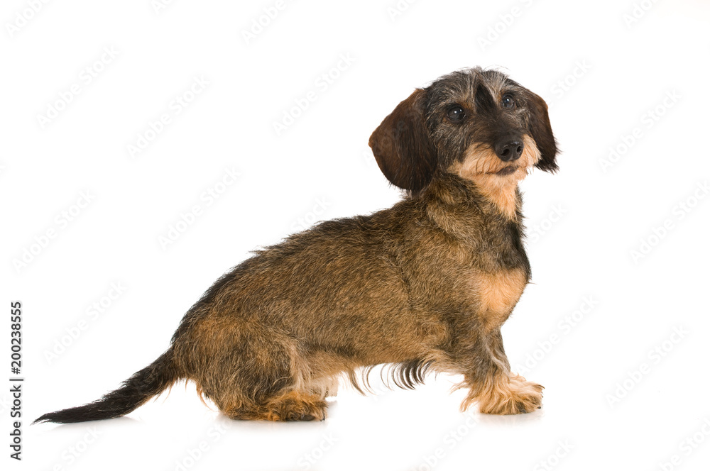 Sitzender Rauhaardackel isoliert auf weißem Hintergrund Stock-Foto ...