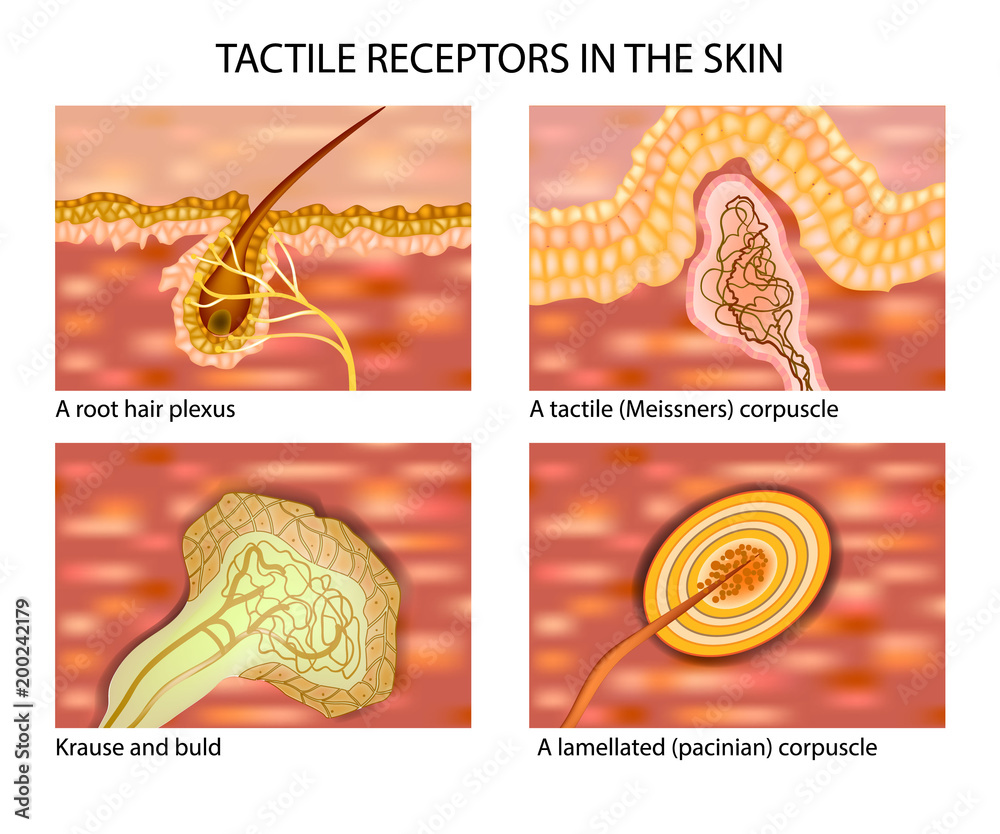 TACTILE RECEPTORS IN THE SKIN Touch And The Sensory Receptors Stock TACTILE RECEPTORS IN THE SKIN Touch And The Sensory Receptors Stock