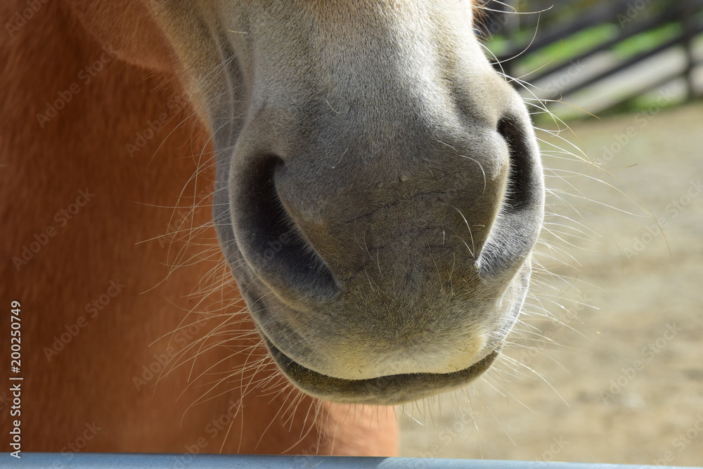 Nahaufnahme Pferd auf der Koppel, Pferdemaul Stock-Foto | Adobe Stock