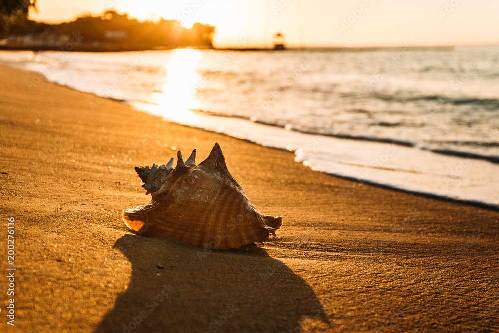 Muschel am Strand in der Karibik auf Jamaika Stock Photo | Adobe Stock