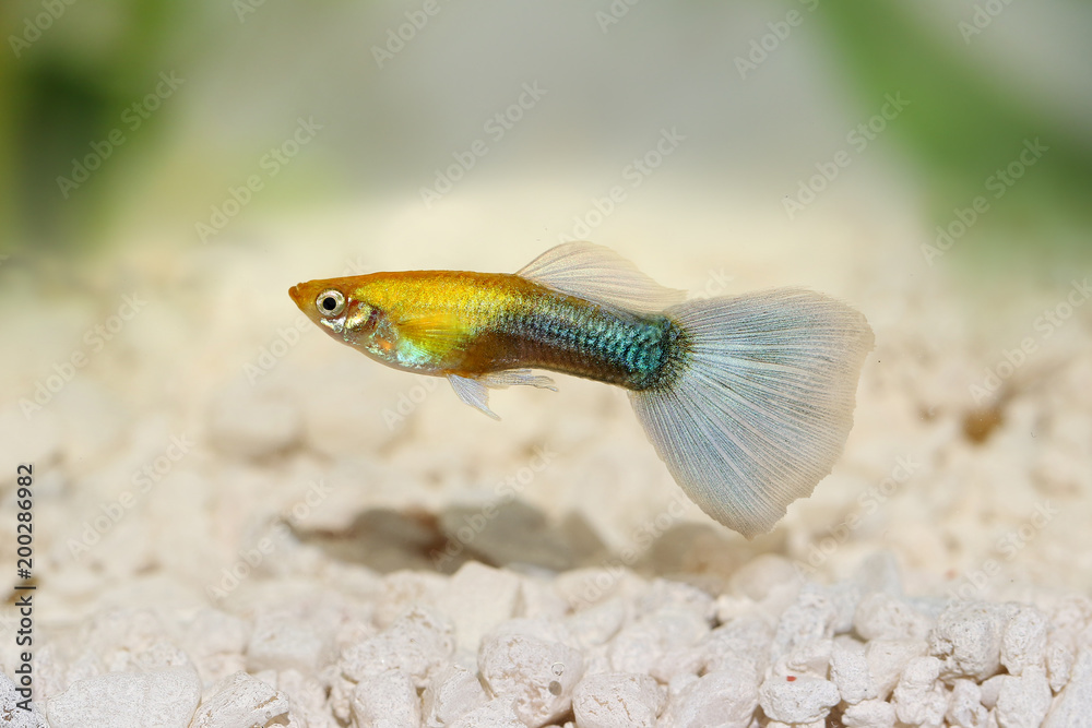 Guppy Poecilia reticulata colorful rainbow tropical aquarium fish Stock ...