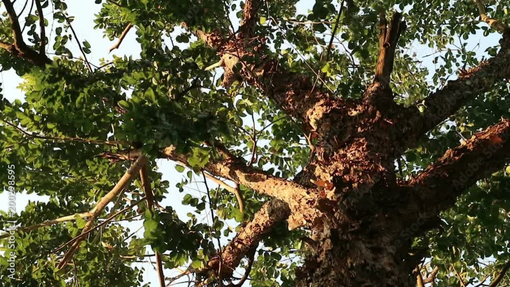 Bizarre monster tree with peeling flaky bark. Pterocarpus macrocarpus ...