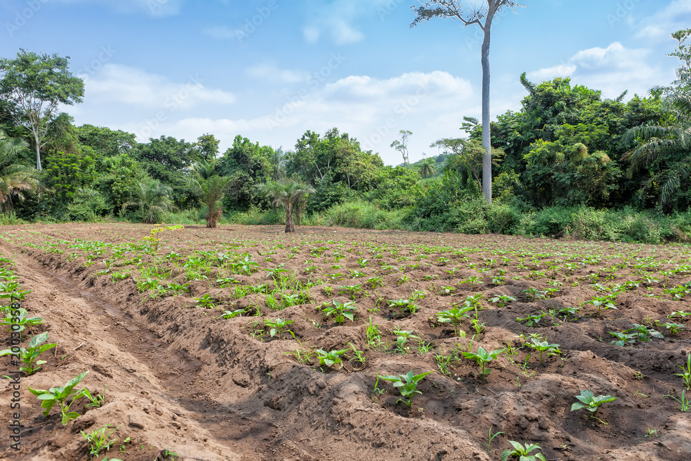 Rural plantation in the middle of the cabinda jungle. Angola, Africa ...