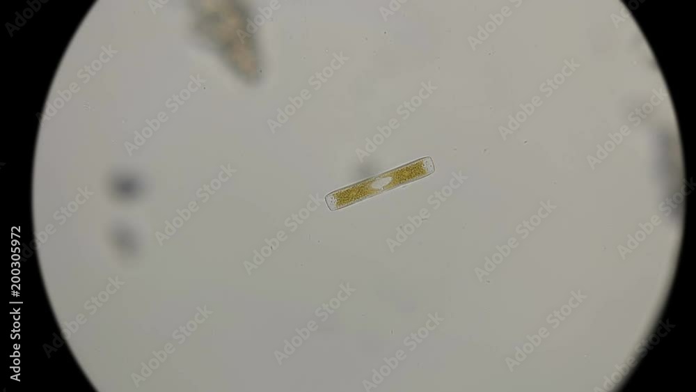 diatom algae in fresh water, under a microscope Stock ビデオ | Adobe Stock