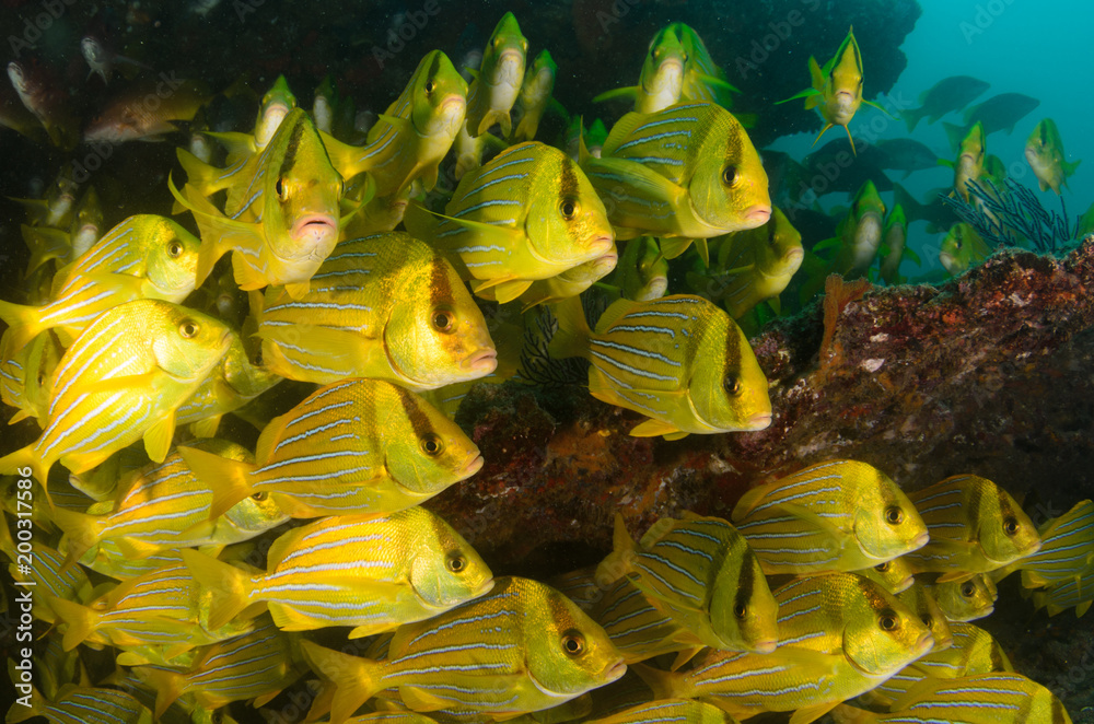 Panamic porkfish (Anisotremus taeniatus),colorful yellow fish in a ...