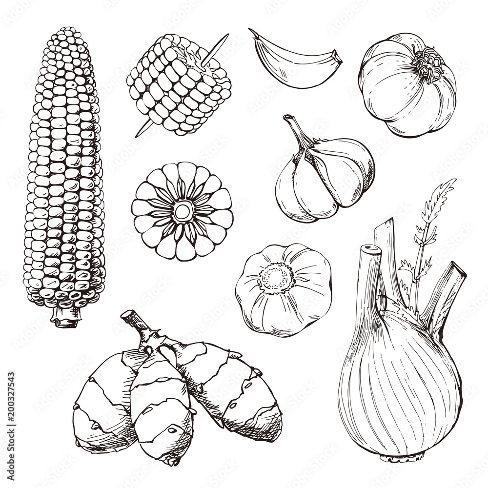 Hand Drawn Vegetables Set. Collection of food sketch. Vector ...