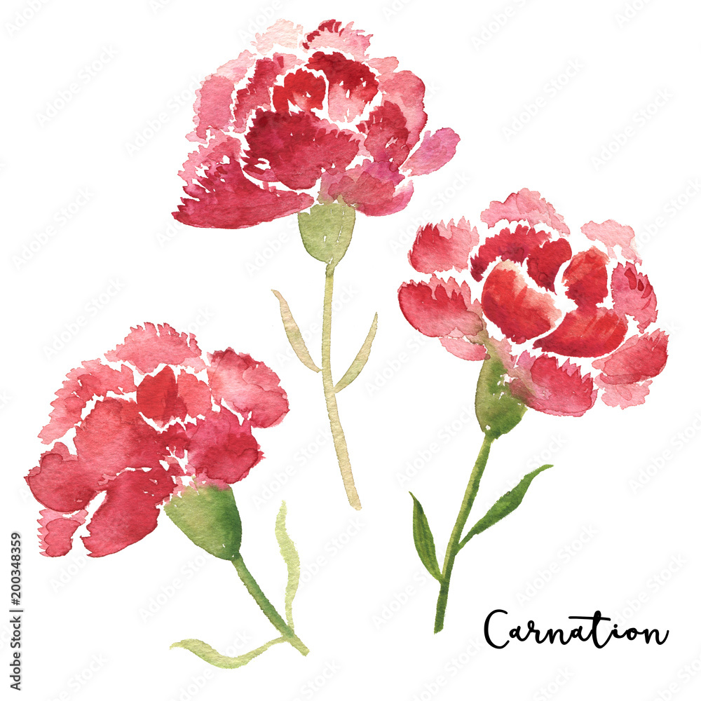 Three sketch style watercolor carnation flowers Stock Illustration ...