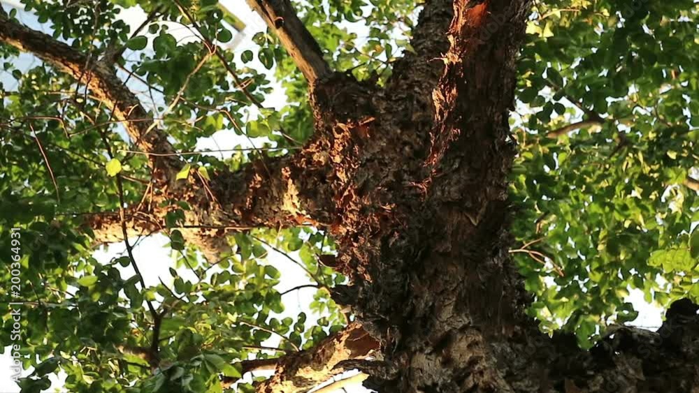 Bizarre monster tree with peeling flaky bark. Pterocarpus macrocarpus ...