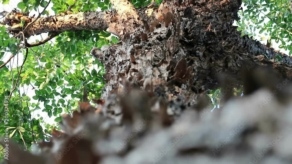 Bizarre looking tree with peeling flaky bark. Pterocarpus macrocarpus ...