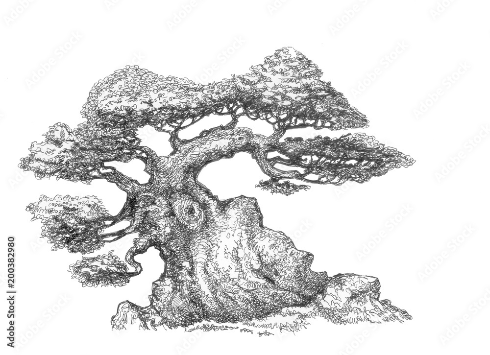 Thick Tree Trunk Sketch