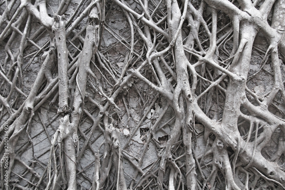 The roots of the trees grow through the walls. The roots seized the ...