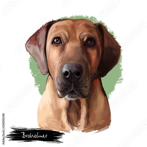 Broholmer Is A Mixed Breed