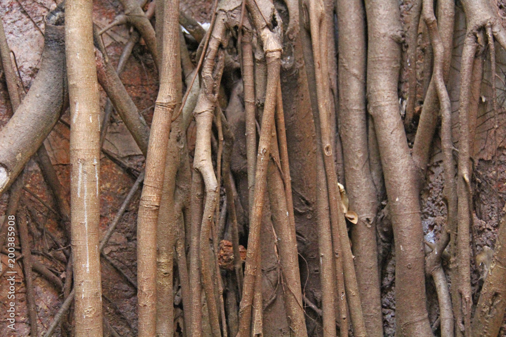 Old tree roots grow on the old fort wall in India. Redi Fort. India ...