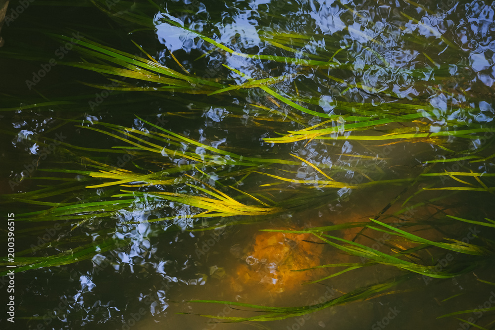 Green algae in the water surface with sunlight shining through the ...