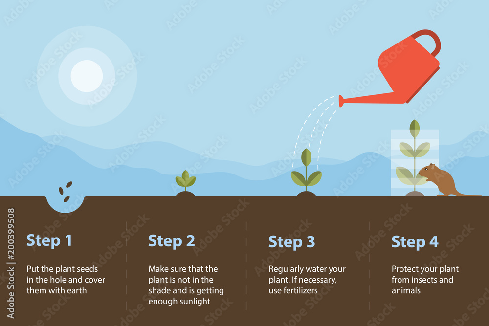 Stages of plant growth. Farming. Gardening. Infographics. Watering and ...