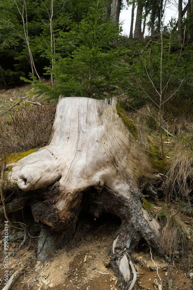 Detalle de tronco de árbol seco y cortado del que nace un retoño, Pino ...