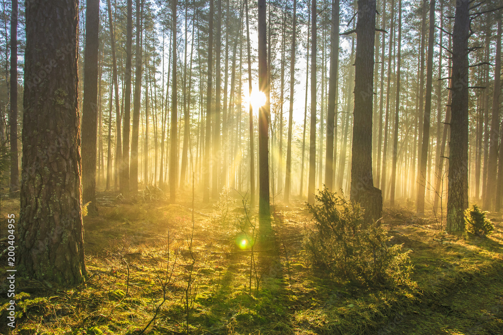 Early Morning Forest