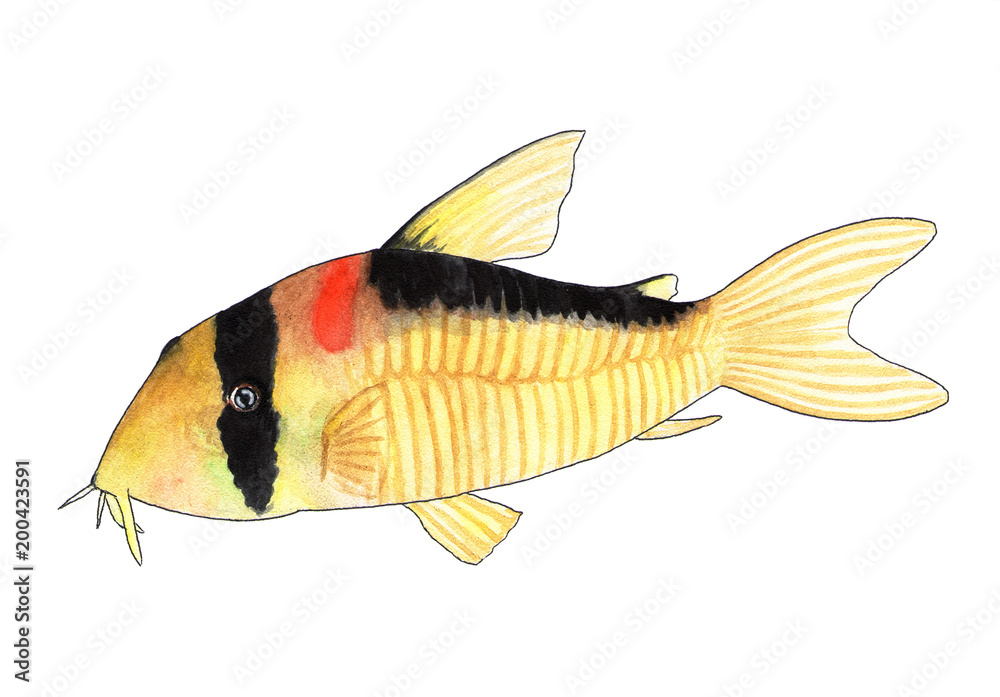 Corydoras Adolfoi