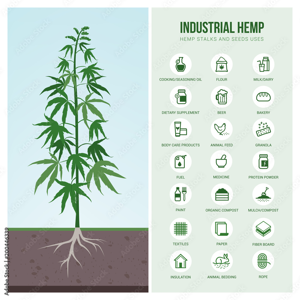Industrial hemp uses and products Stock Vector | Adobe Stock