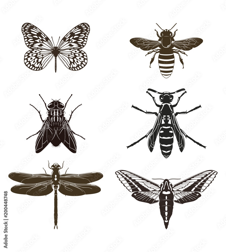 Set of silhouettes of flying insects. Vector illustration. Stock Vector ...