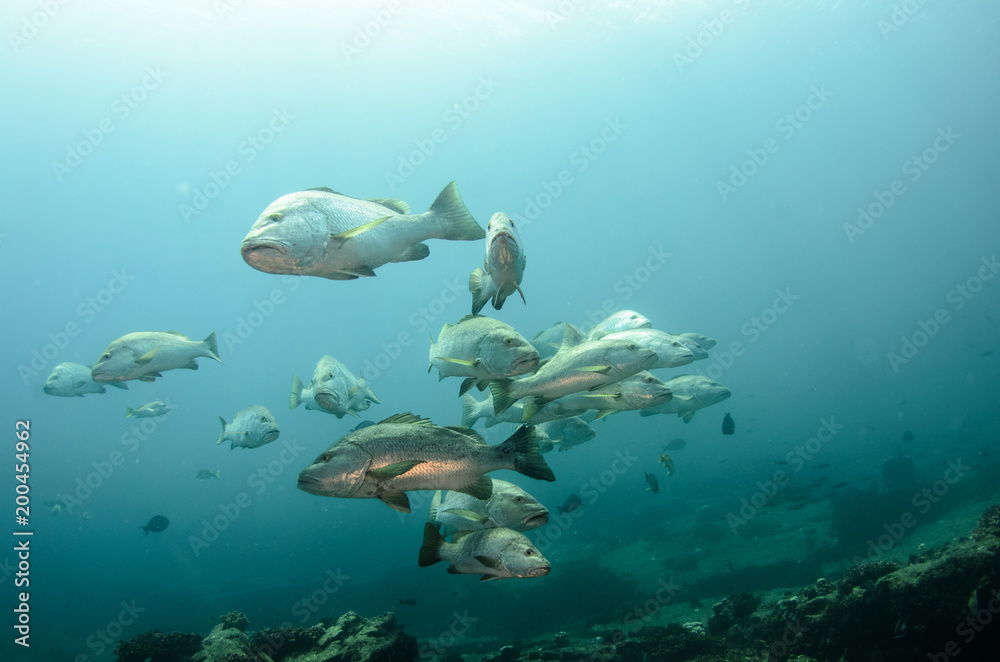 Big Dog Snapper (Lutjanus novemfasciatus), hunting trevally, reefs of ...