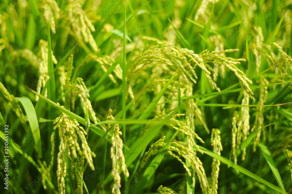 Rice on Groom in Shizuoka, Japan. Shizuoka is famous about the good ...