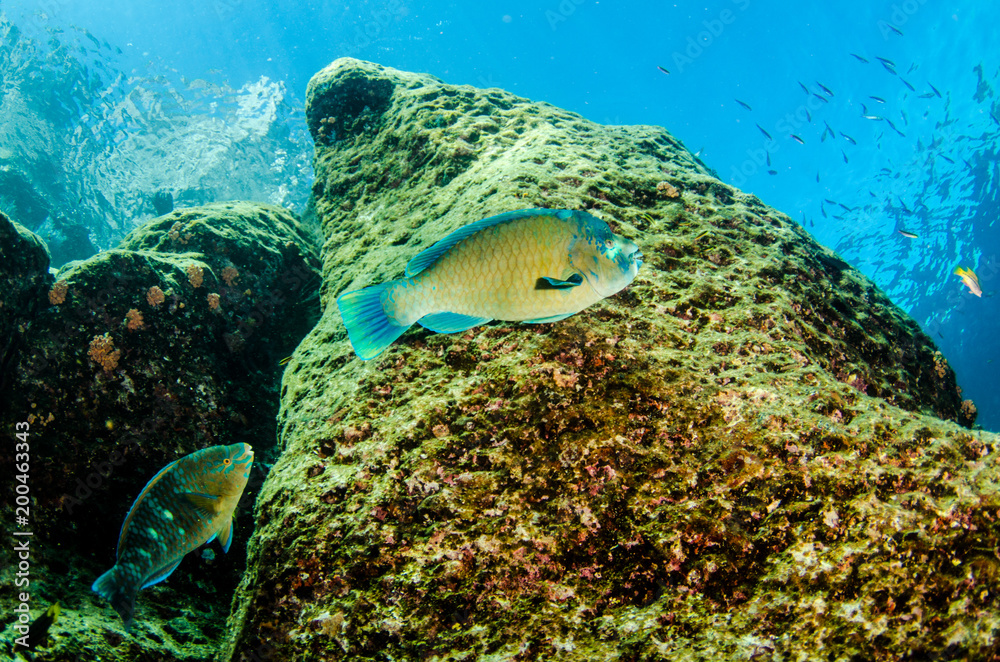 (Scarus compressus), Azure parrotfish, feeding in a shipwreck . reefs ...