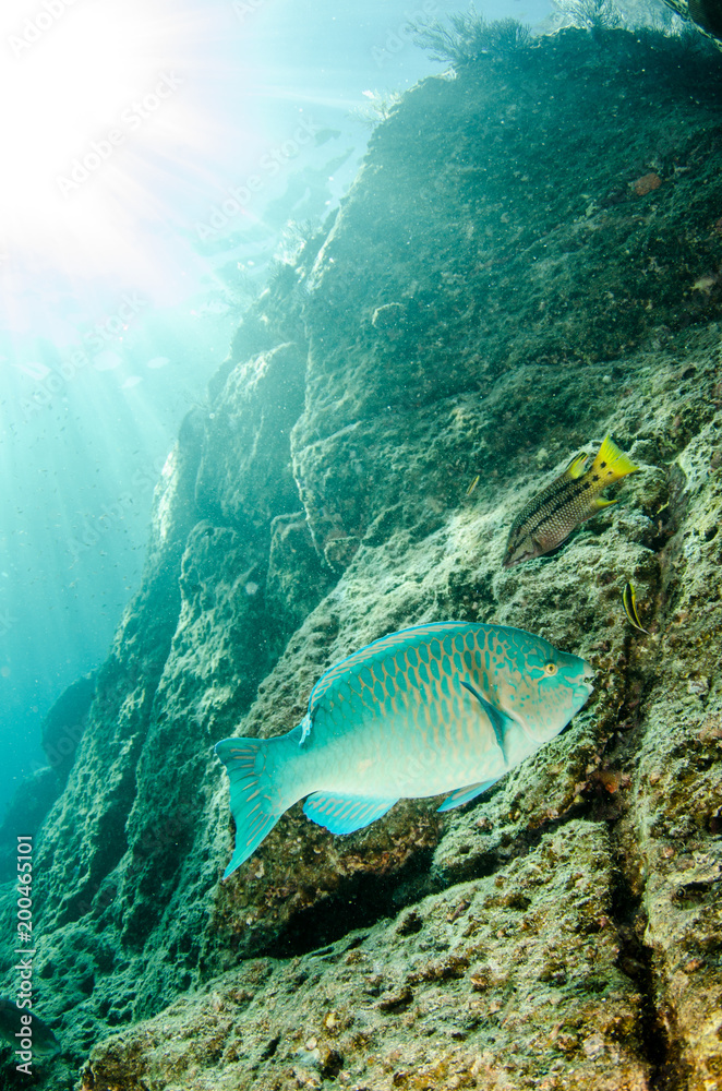 (Scarus compressus), Azure parrotfish, feeding in a shipwreck . reefs ...