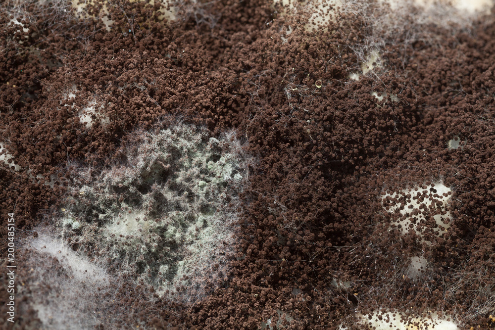 Moldy food Stock Photo | Adobe Stock