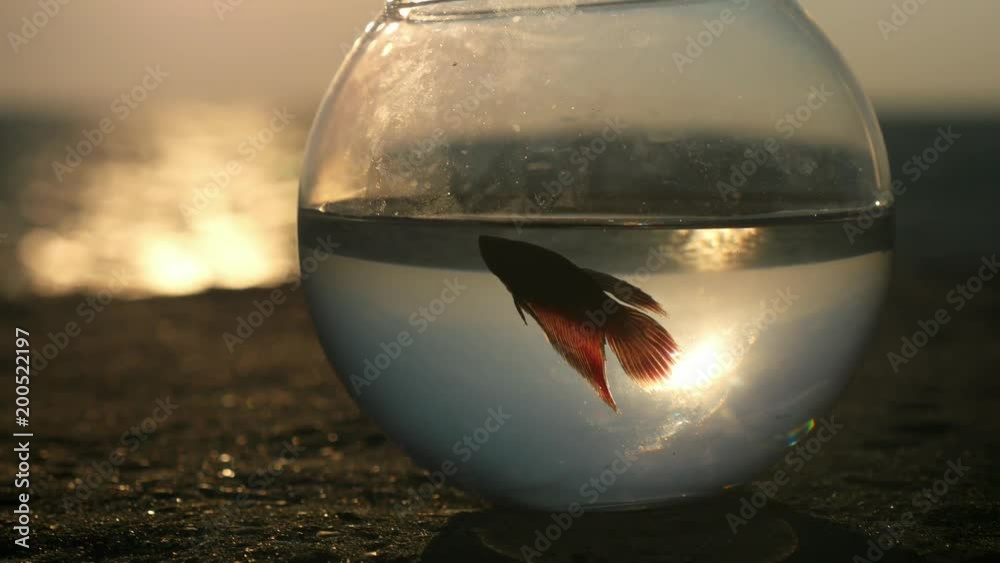 beautiful story silhouette of a little fish Betta splendens float in a ...