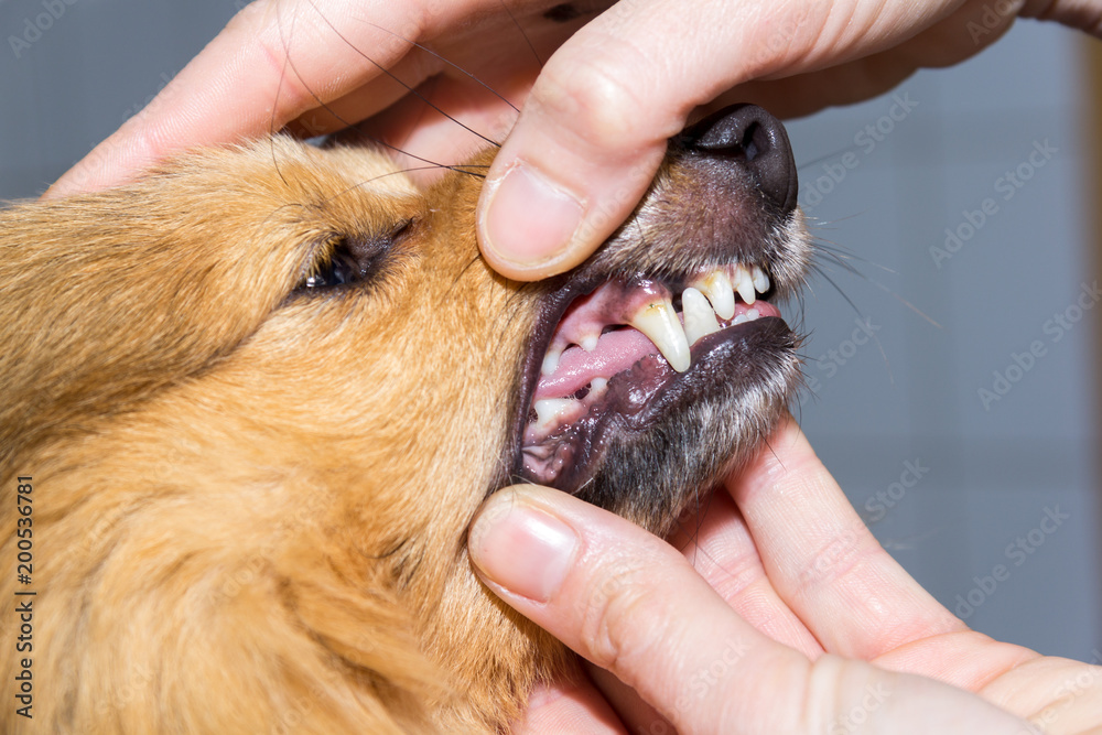 Dog On A Human Mouth