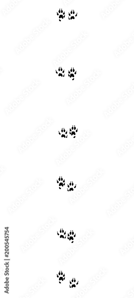 Stoat tracks. Typical footprints of short-tailed weasel - isolated ...