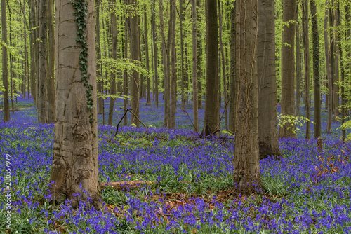 Blue Bell Forest, a carpet of blue bell flowers in a forest setting ...