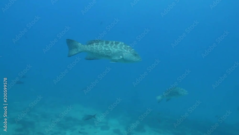 Leopard grouper (Mycteroperca rosacea), in a shipwreck, reefs of the ...