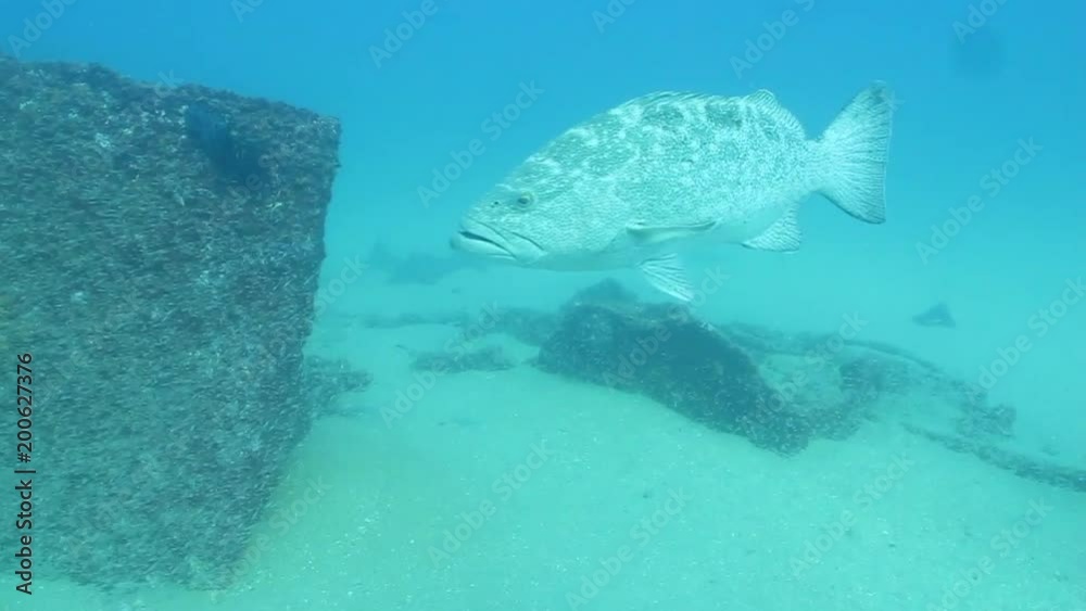 Leopard grouper (Mycteroperca rosacea), in a shipwreck, reefs of the ...