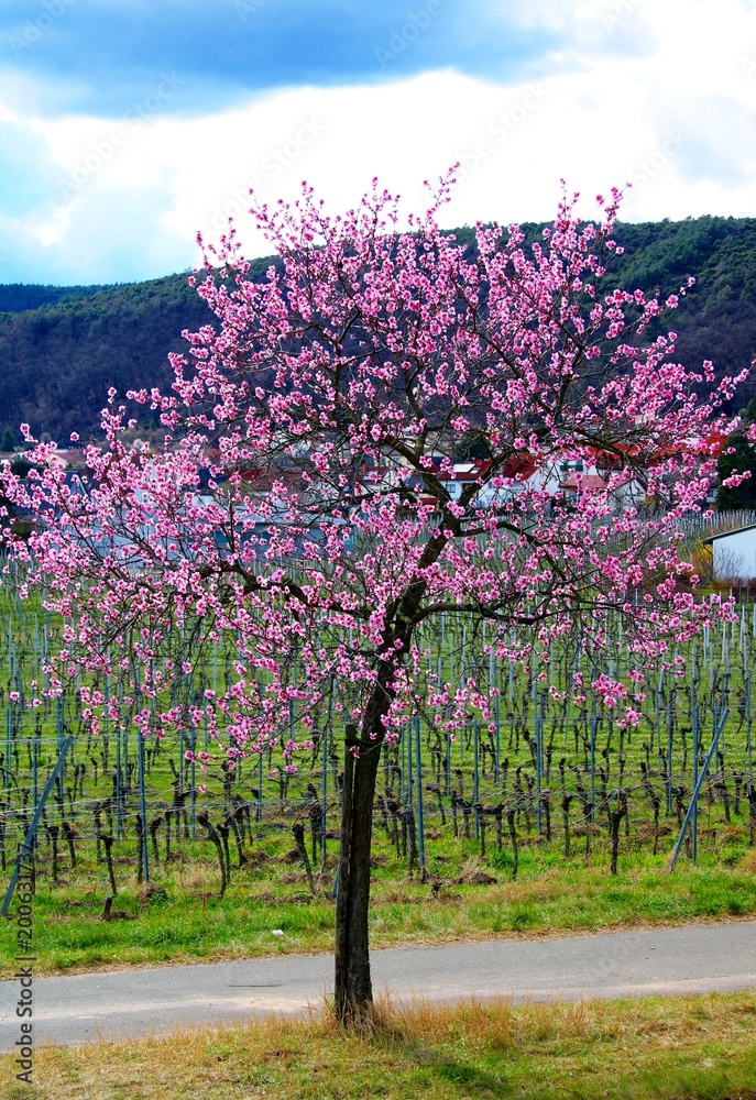 Mandelblütenbaum im Frühling Stock-Foto | Adobe Stock