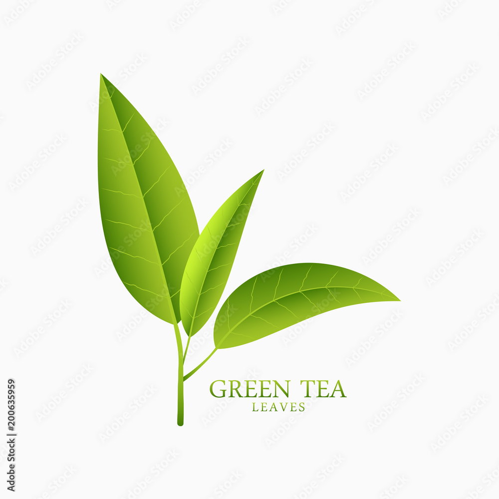Green Tea Leaves Vector