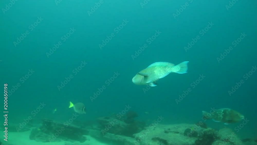 (Scarus compressus), Azure parrotfish, feeding in a shipwreck . reefs ...