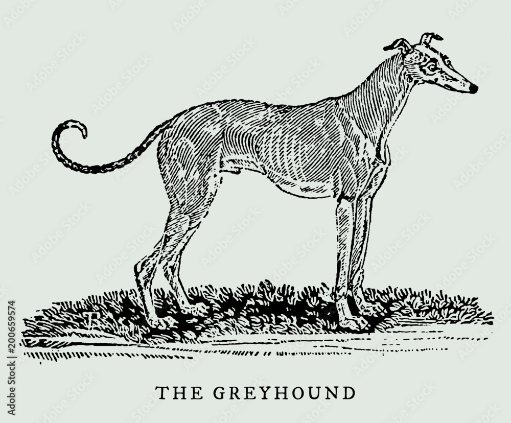The greyhound in side view, after vintage engraving from 18th century ...
