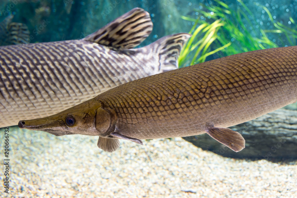 Arapaima gigas, known also as pirarucu, is a species of arapaima native ...